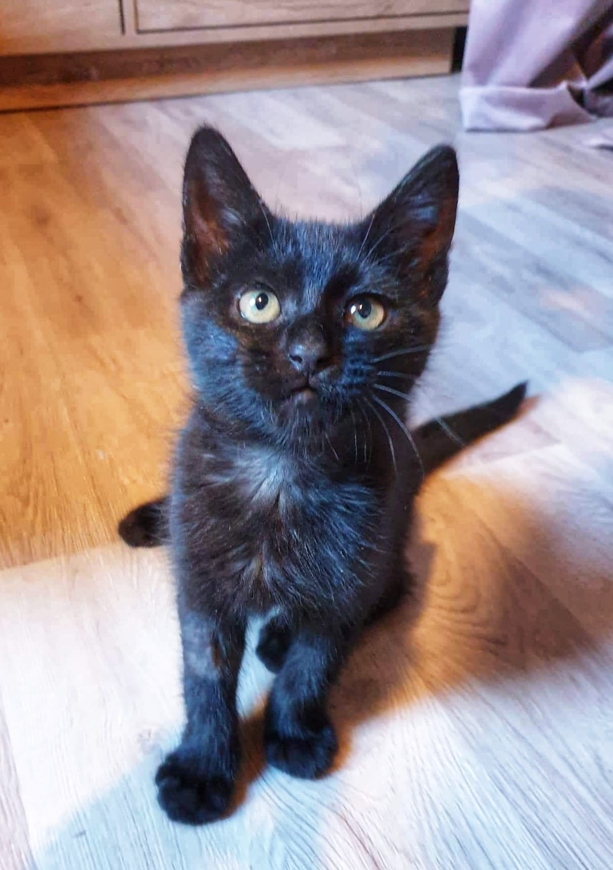 SVETOVNI DAN ČRNIH MAČK • Petster.si