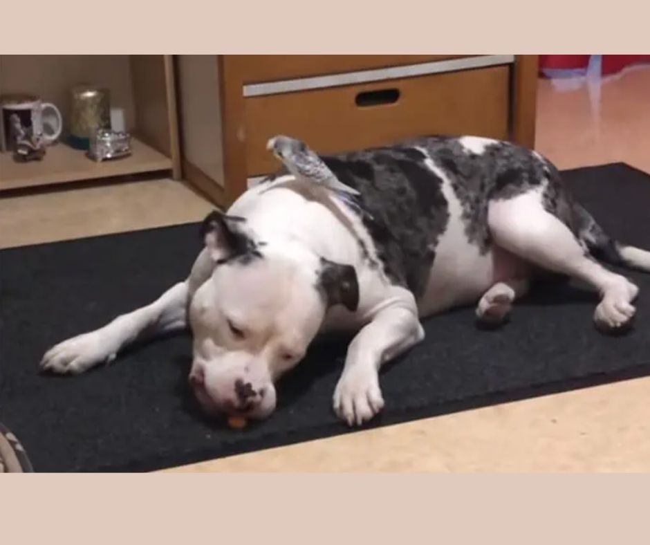 PRIJATELJSTVO MED PITBULLOM IN PAPAGAJEM • Petster.si